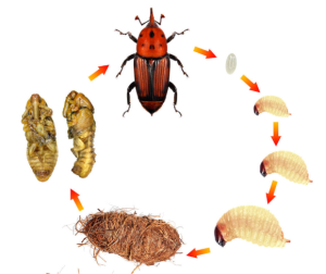 Información sobre Picudo Rojo - Rhynchophorus ferrugineus.