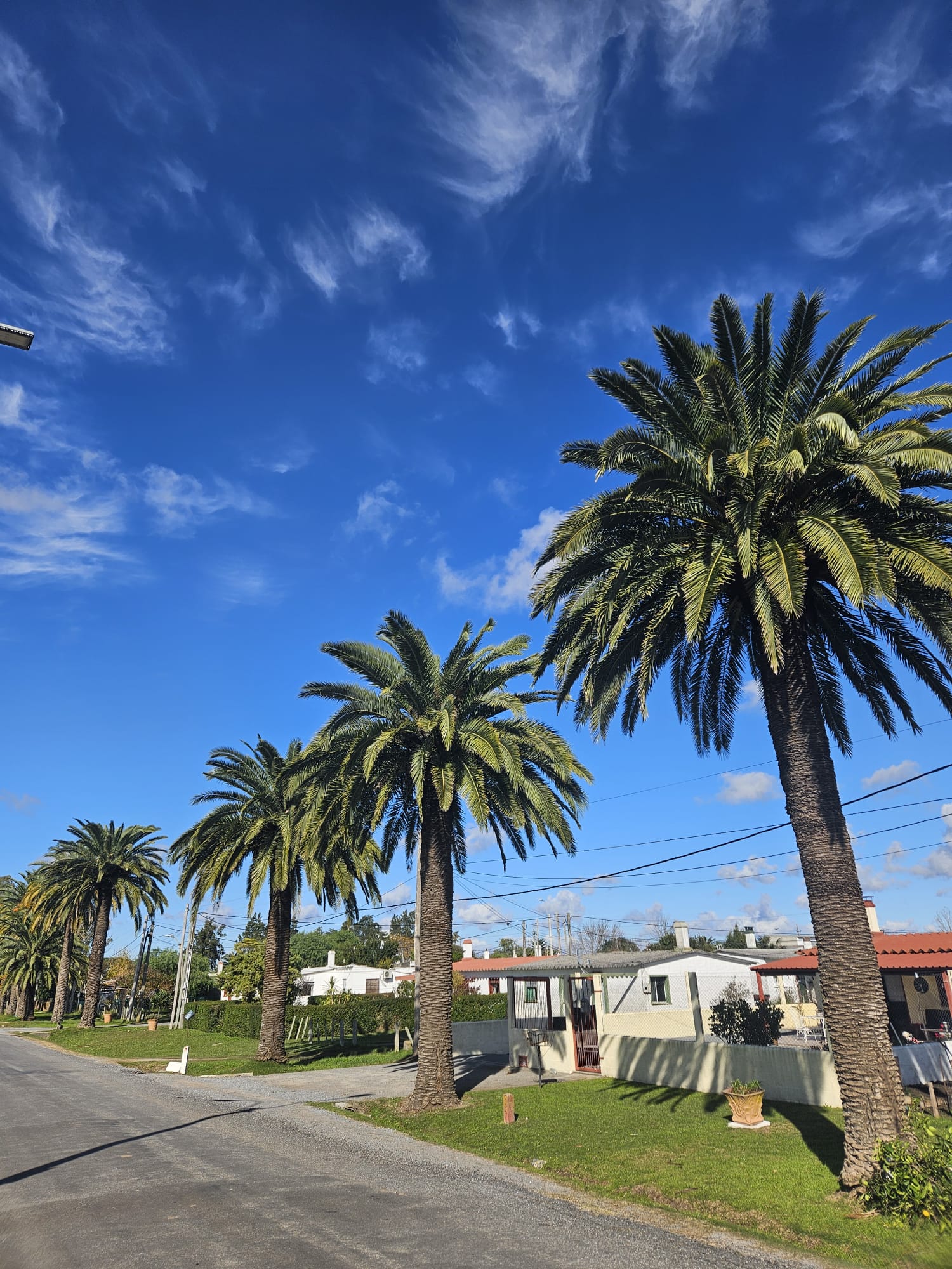 Información sobre Picudo Rojo - Rhynchophorus ferrugineus.