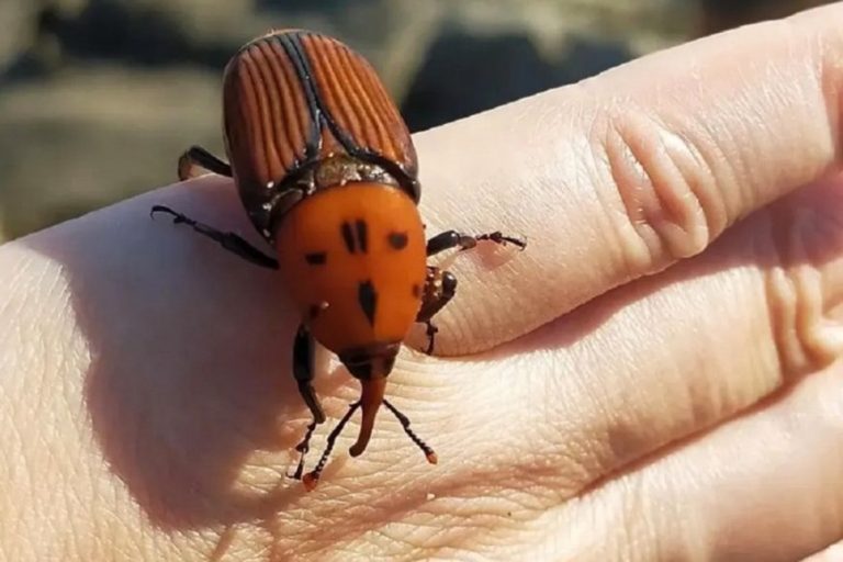 Información sobre Picudo Rojo - Rhynchophorus ferrugineus.